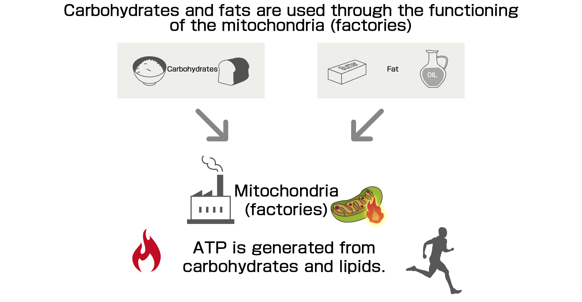 Utilizing lipids as an energy source to improve endurance! How ...